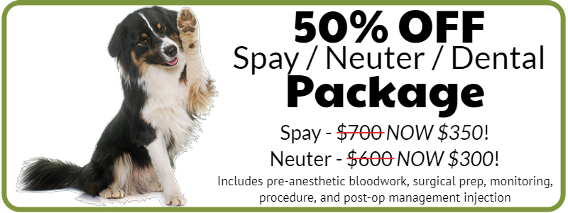 Pet Discounts | Vet in Woodbridge, VA | Pets R Family Animal Hospital