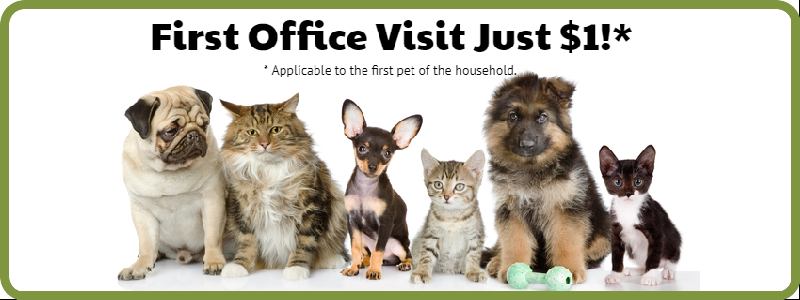 Pet Discounts | Vet in Woodbridge, VA | Pets R Family Animal Hospital
